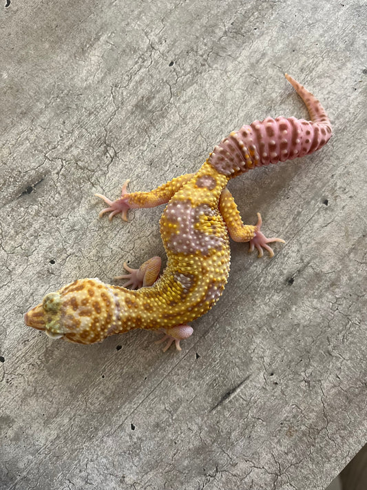 Geckos leopardo – alfareptiles