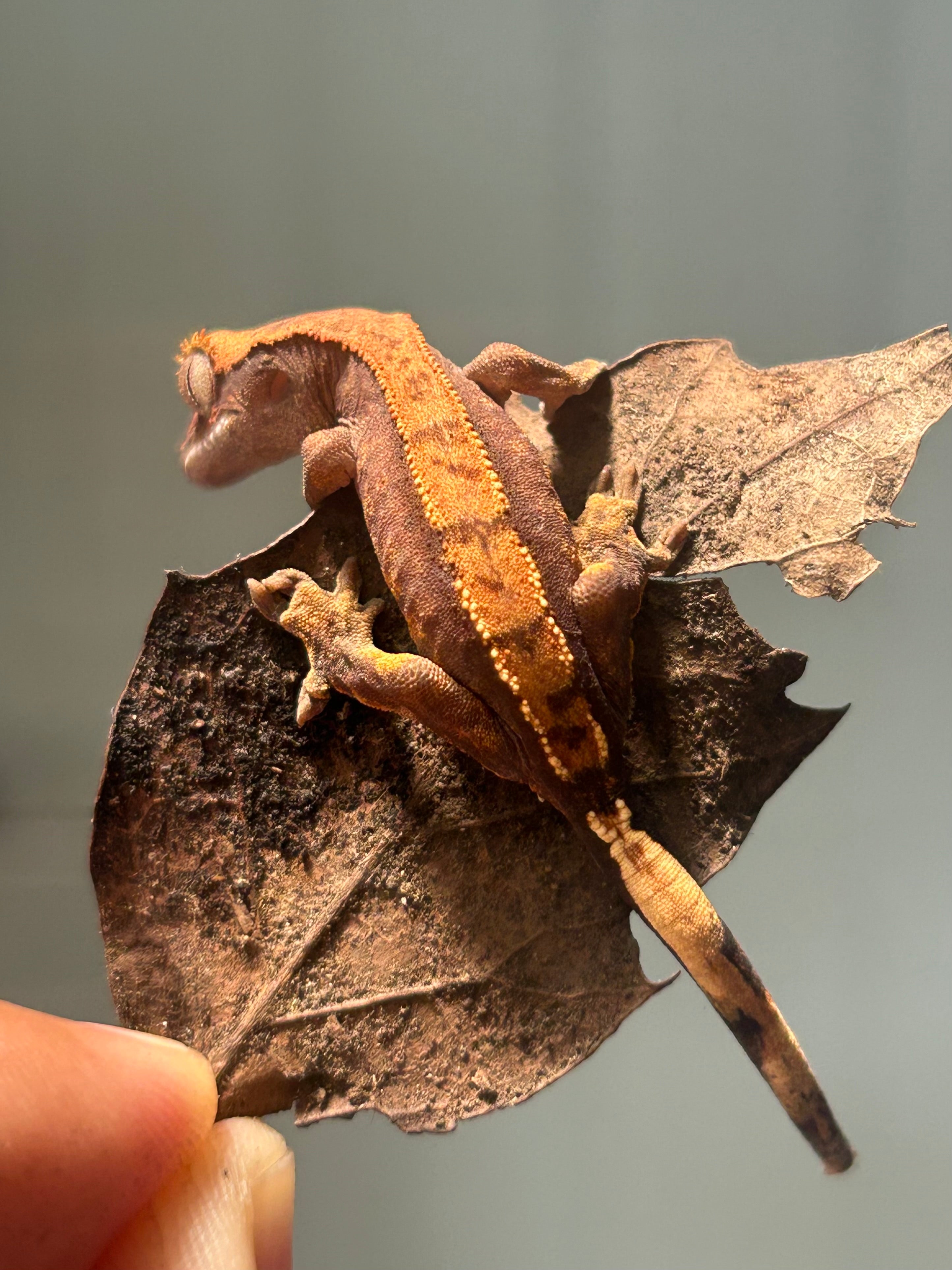 Gecko crestado flame – alfareptiles