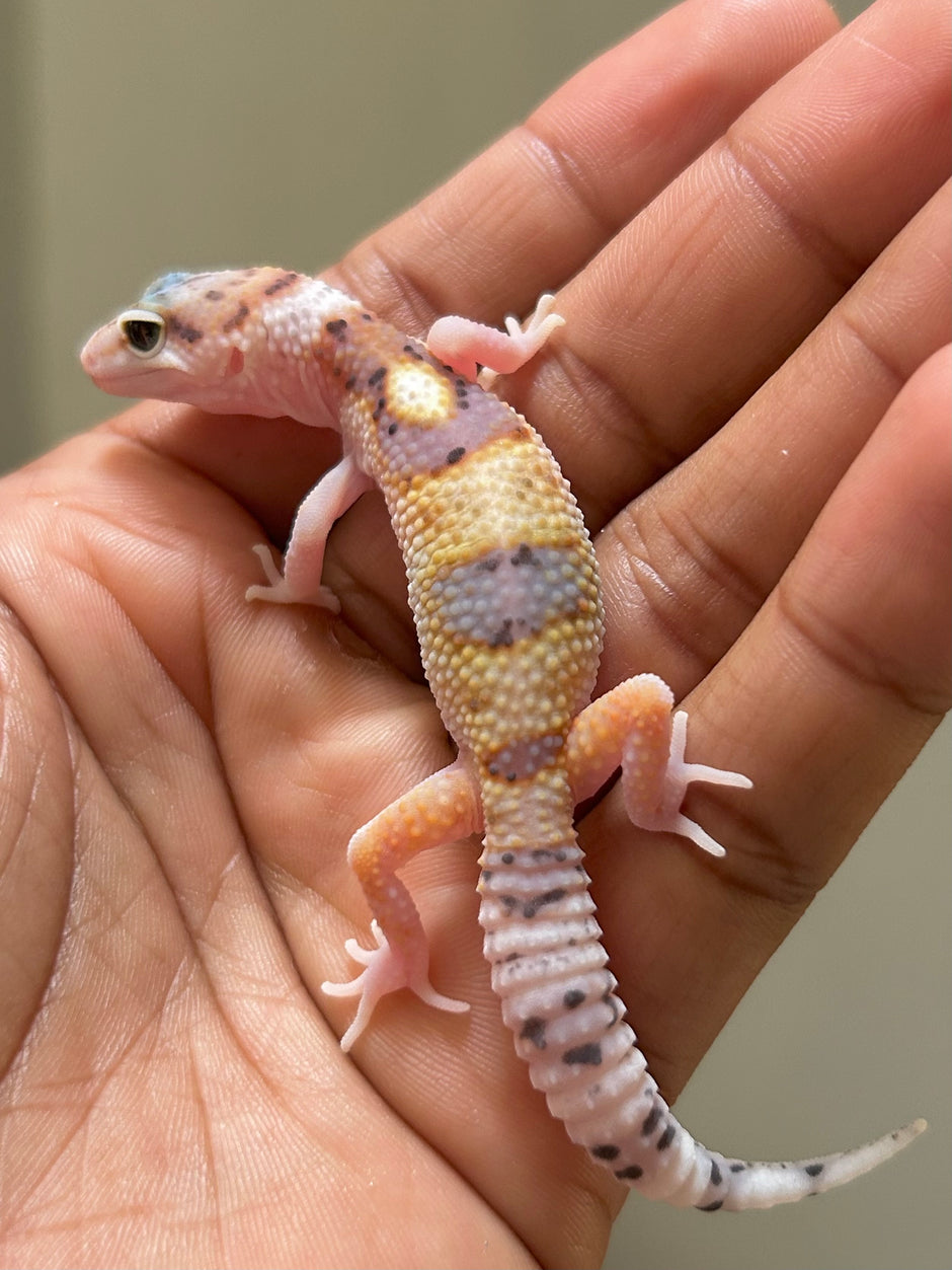 Alfa Reptiles - Tienda de reptiles en México – alfareptiles