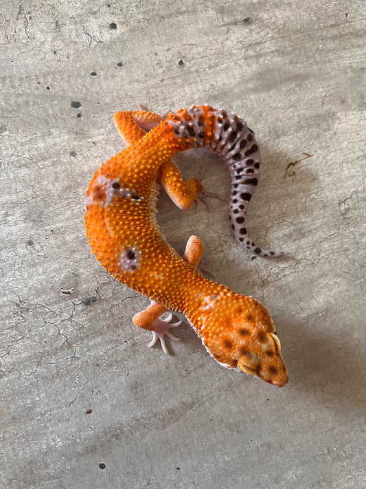 Alfa Reptiles - Tienda de reptiles en México – alfareptiles