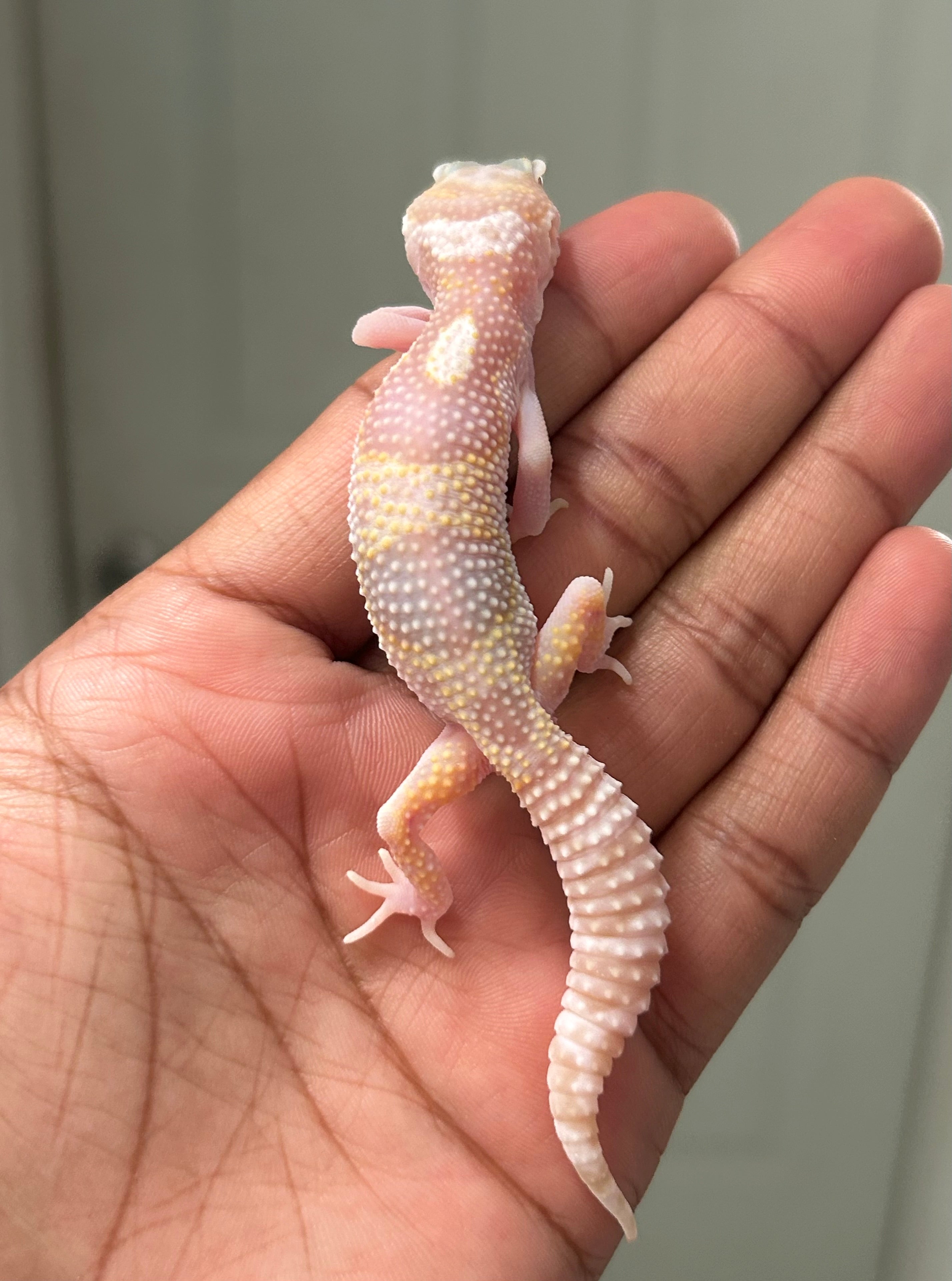 Gecko leopardo Snow tremper het eclipse – alfareptiles