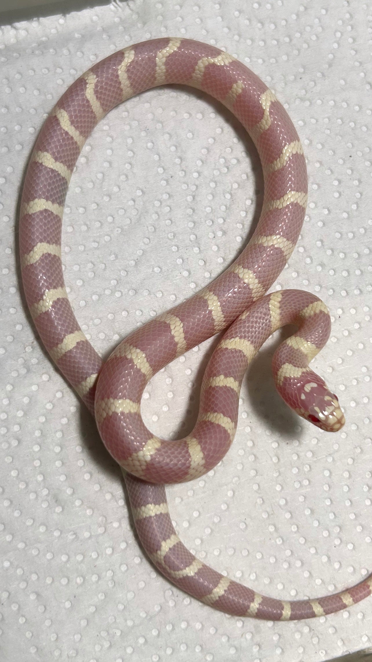 Serpiente rey de california albina hembra – alfareptiles