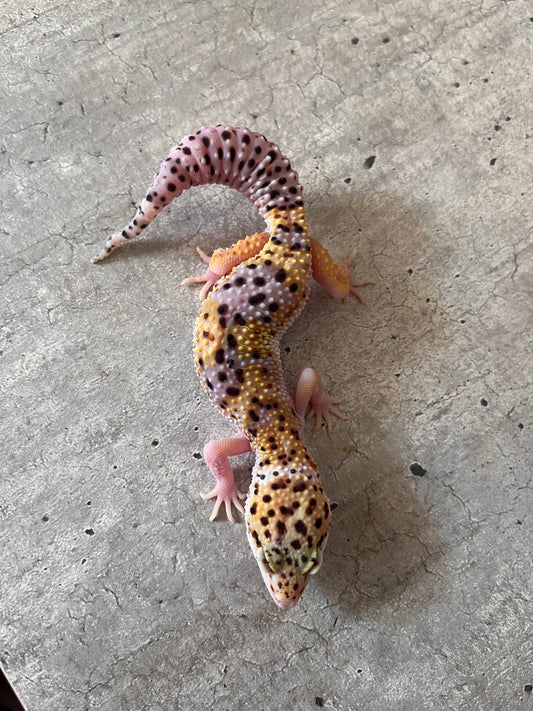 Alfa Reptiles - Tienda de reptiles en México – alfareptiles