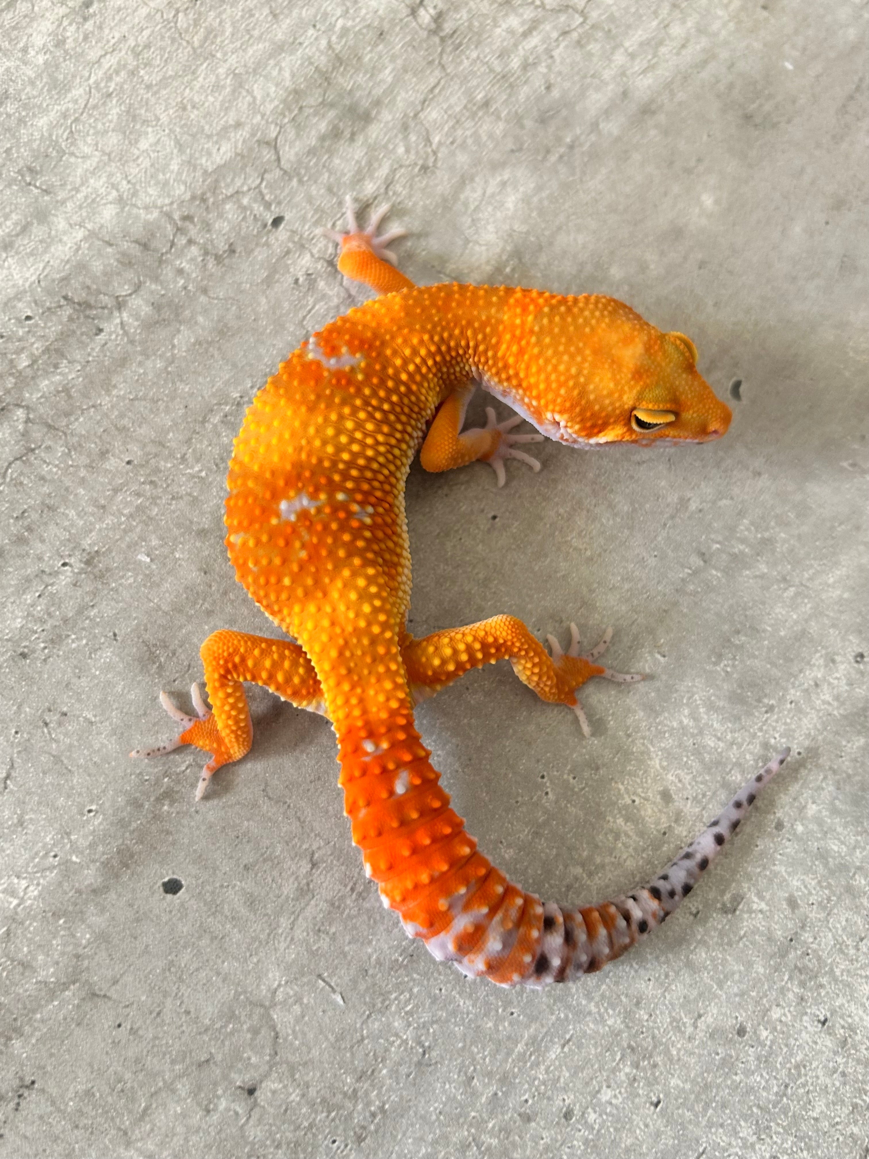 Gecko leopardo Blood Inferno macho – alfareptiles