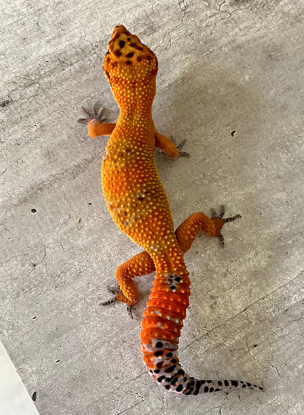 Geckos leopardo – alfareptiles