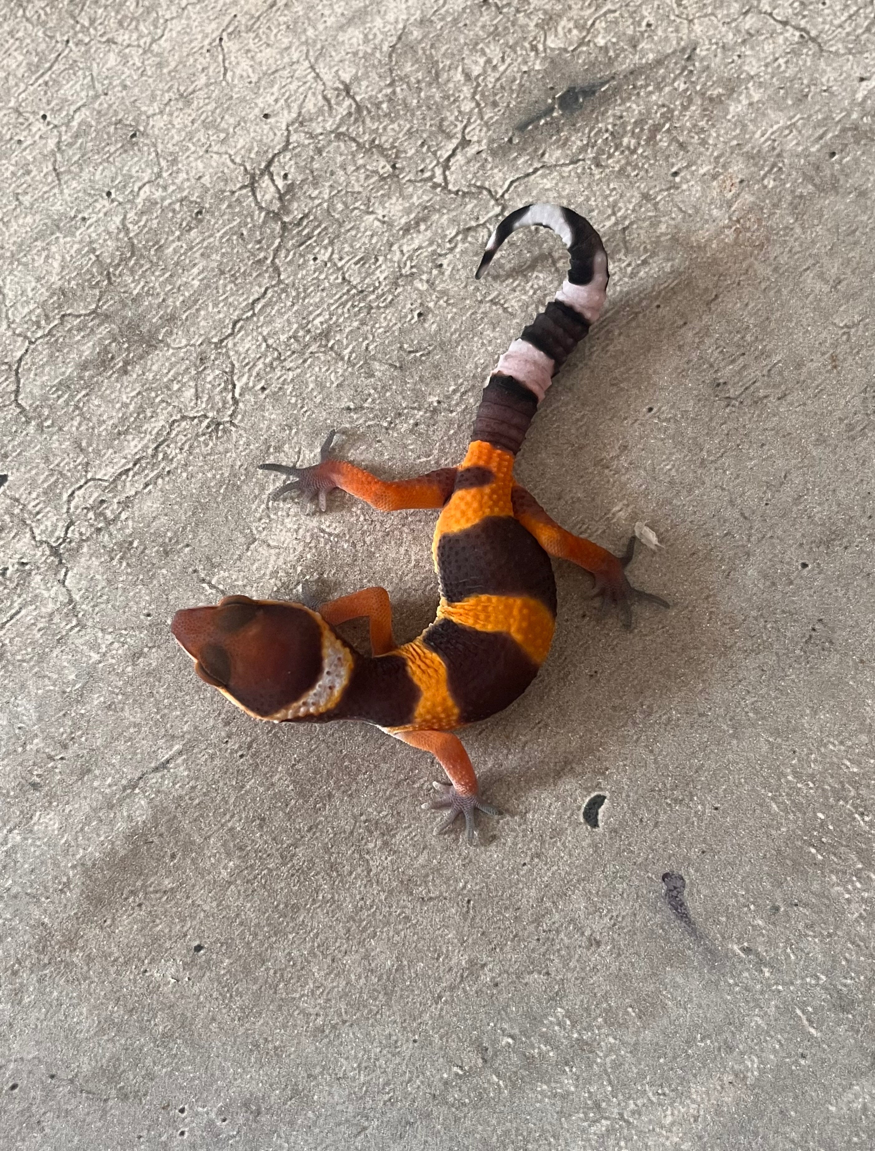 Gecko leopardo Blood macho – alfareptiles