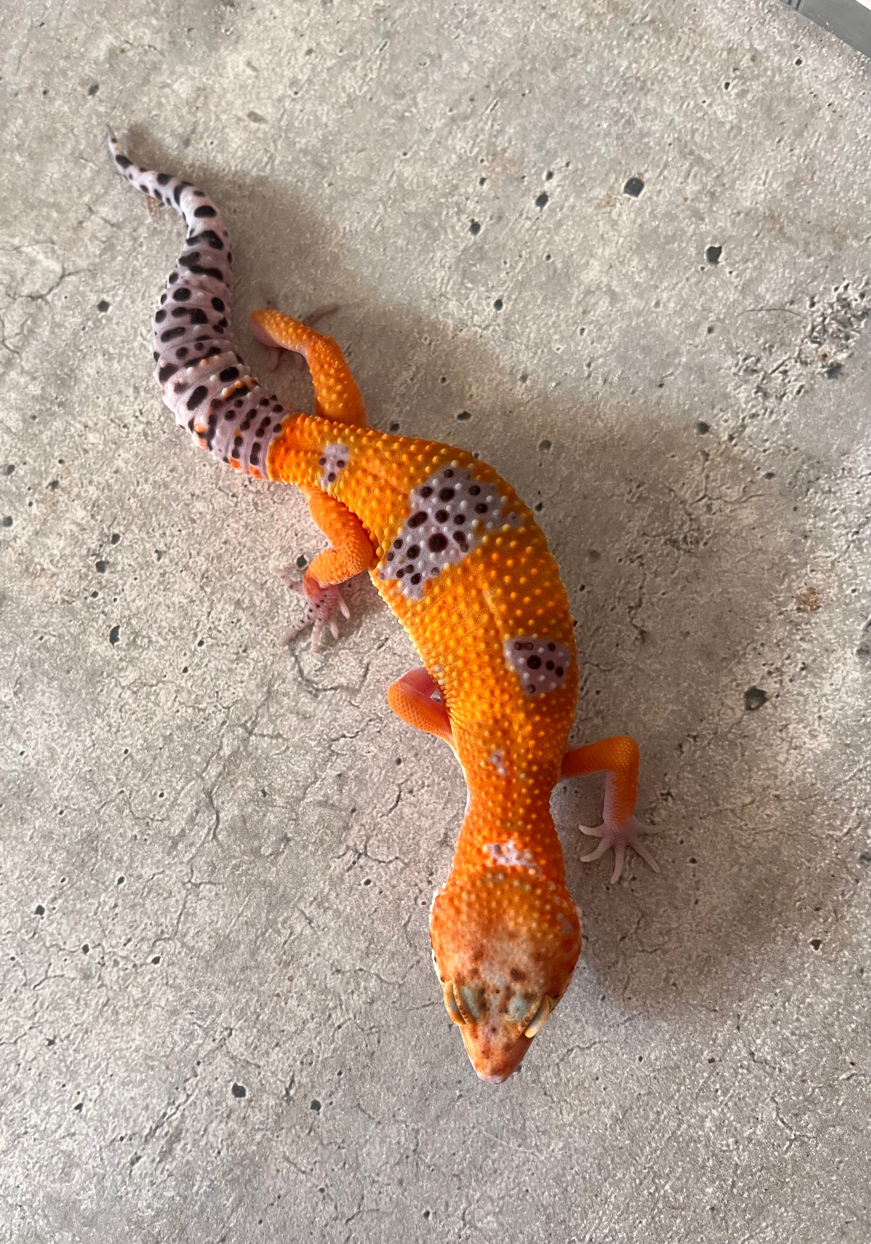 Gecko leopardo Blood inferno emerine macho – alfareptiles