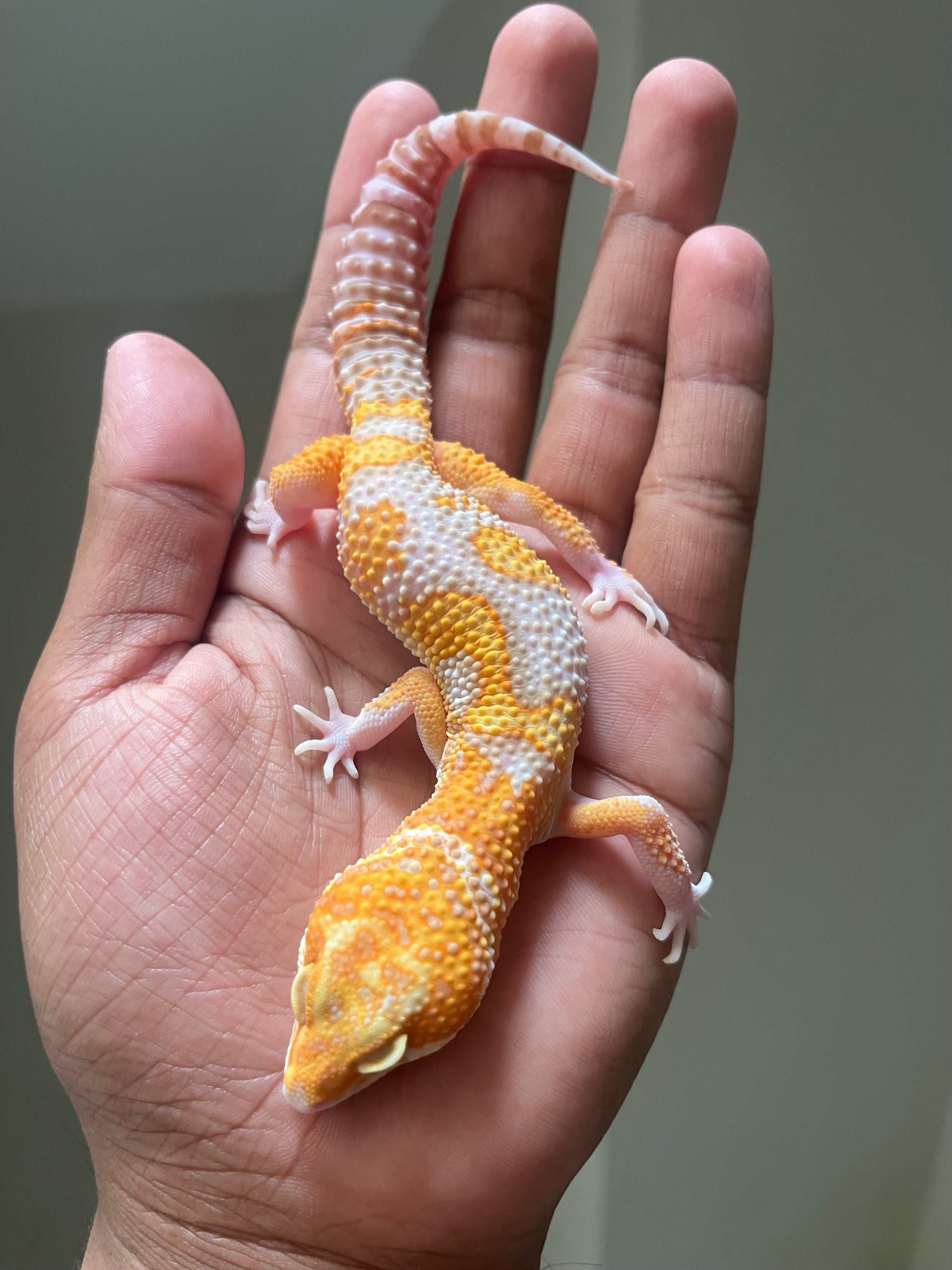 Geckos leopardo – alfareptiles