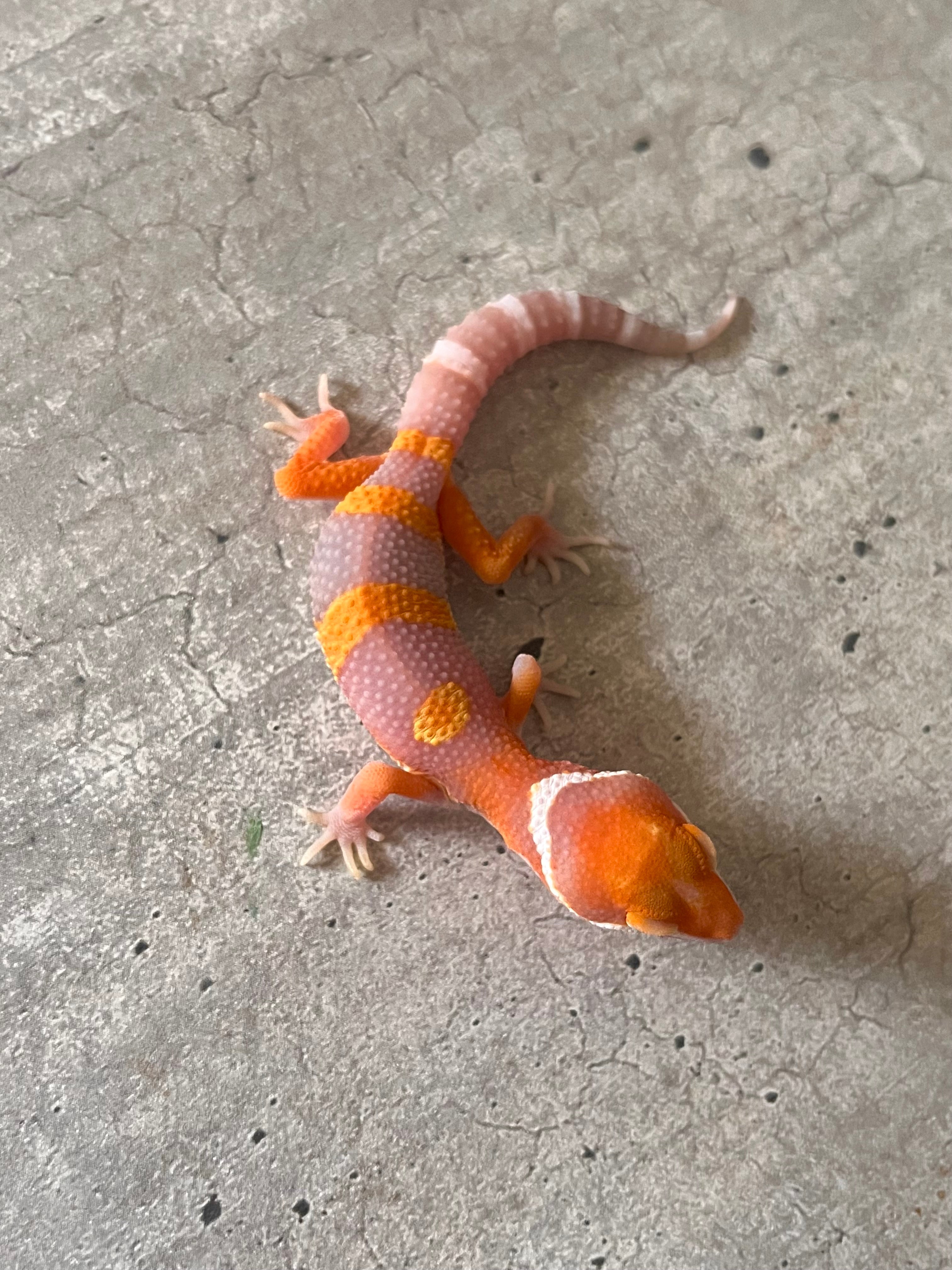 Gecko leopardo Blood Tremper – alfareptiles
