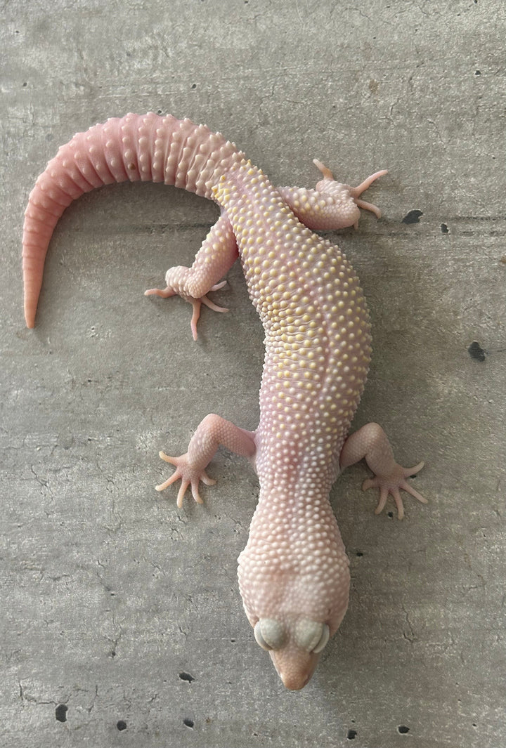 Geckos leopardo – alfareptiles