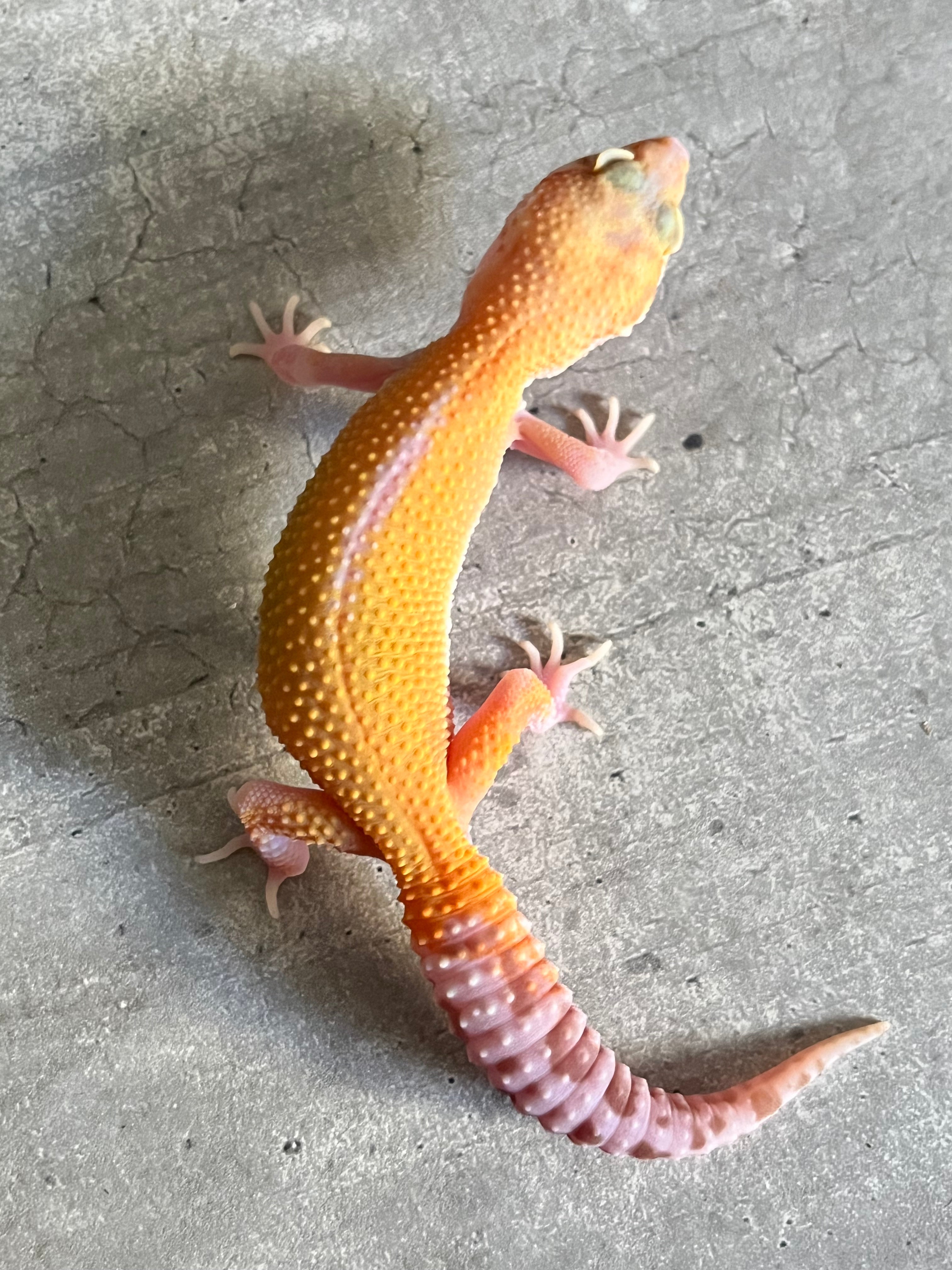 Geckos leopardo – alfareptiles