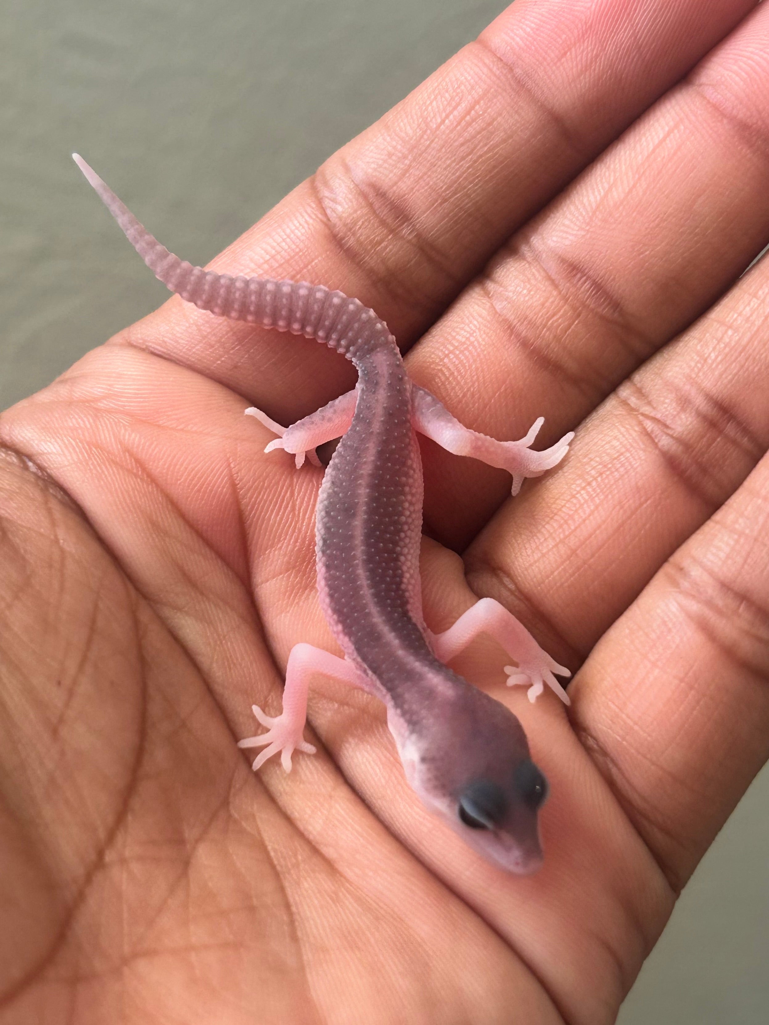 Gecko leopardo Total Eclipse het tremper – alfareptiles