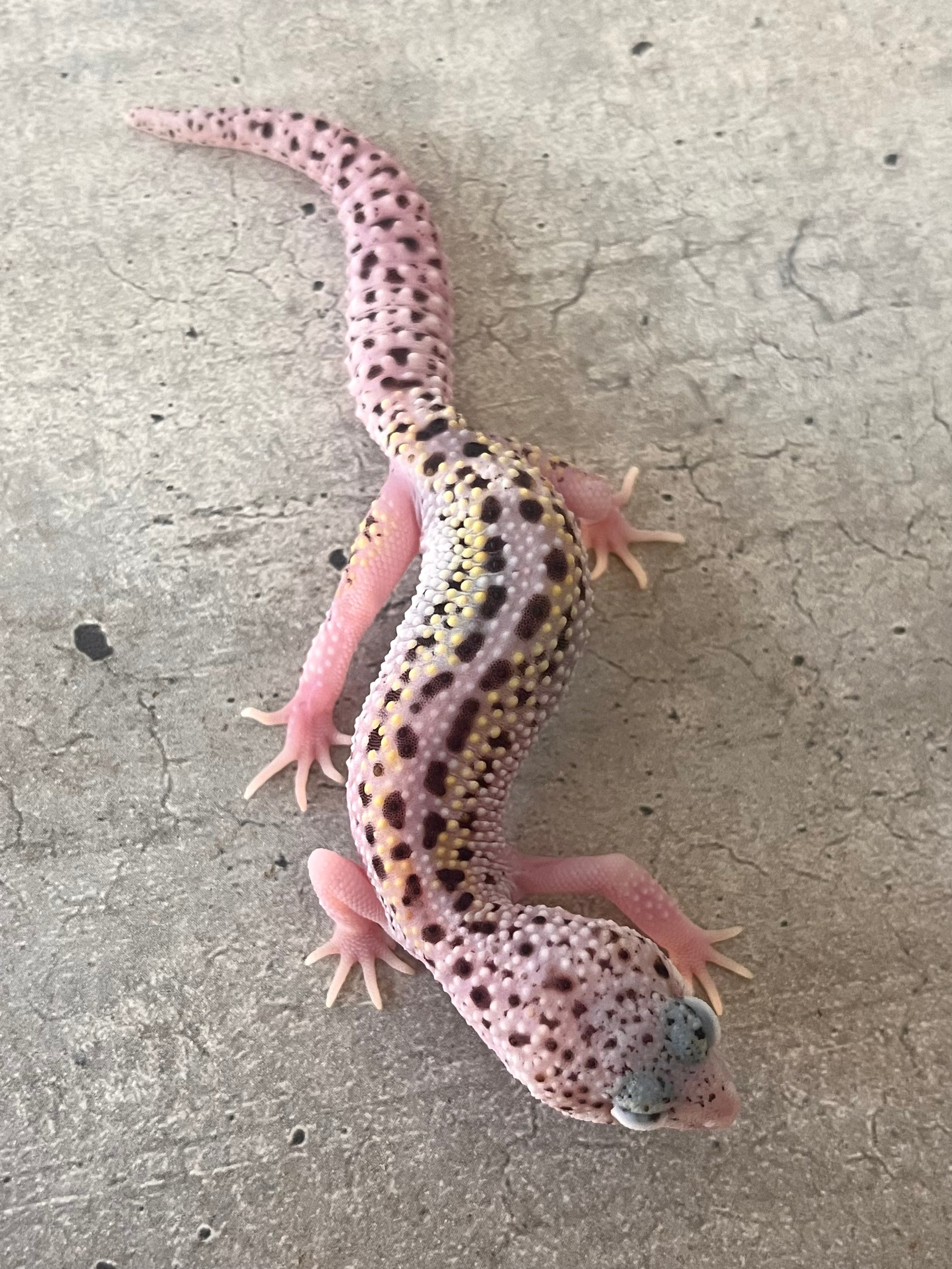 Gecko leopardo W&Y mack eclipse het tremper macho – alfareptiles