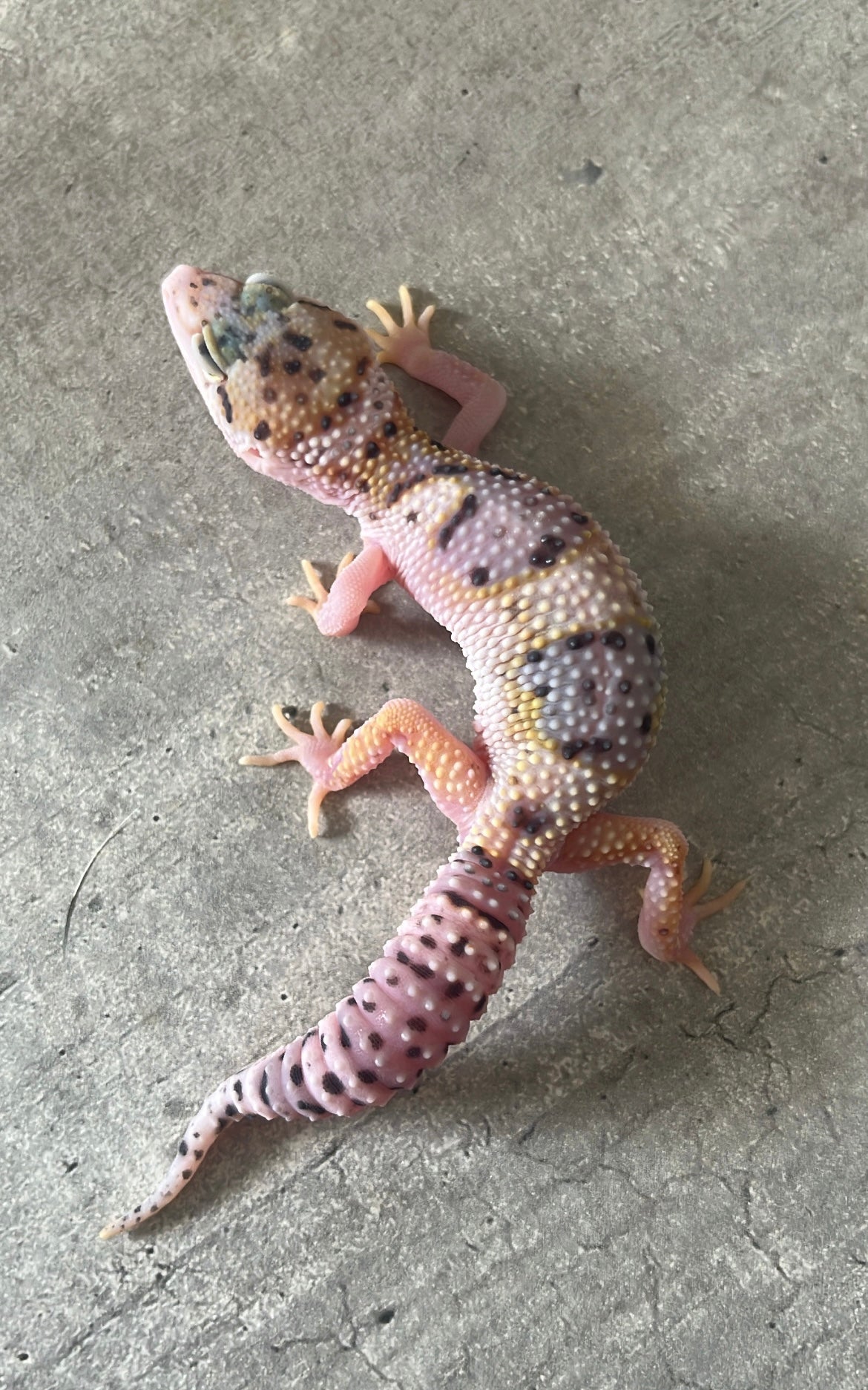 Gecko leopardo W&Y mack eclipse het tremper macho – alfareptiles