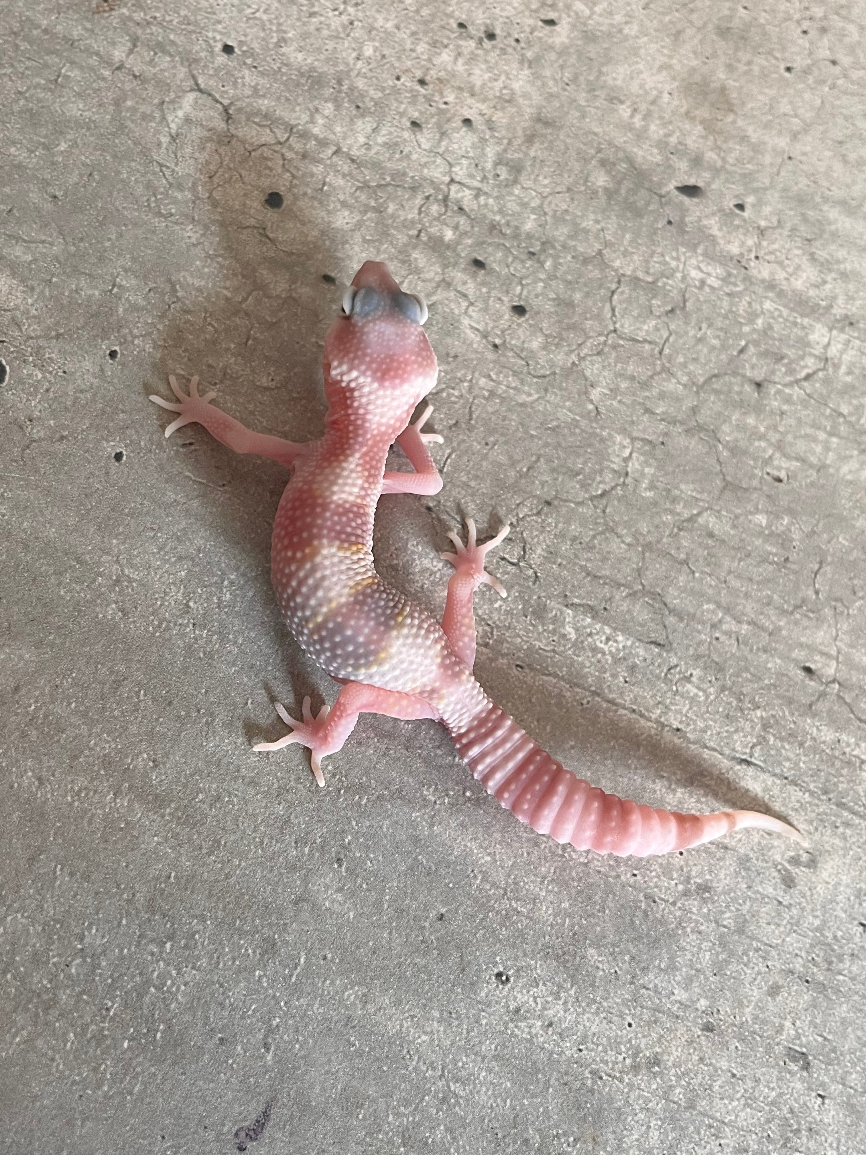 Gecko leopardo W&Y mack tremper macho – alfareptiles