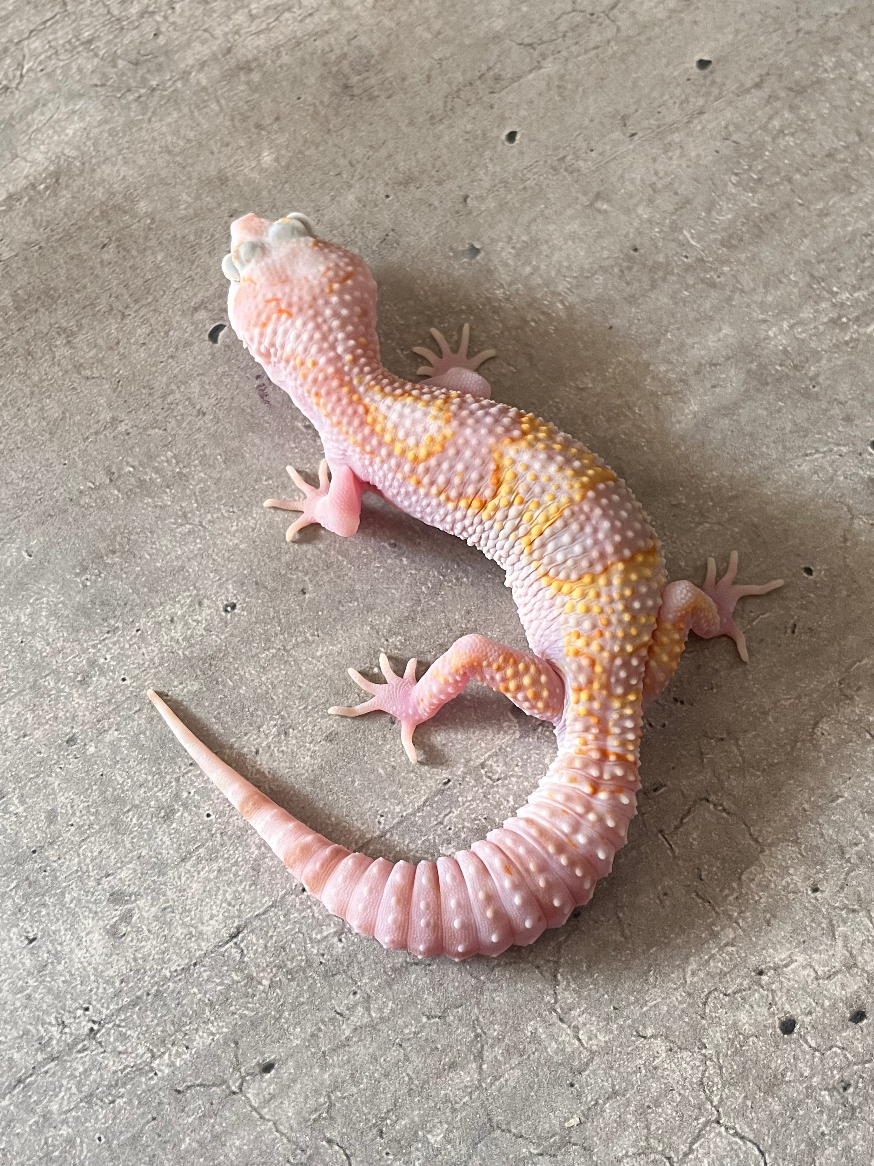 Gecko leopardo W&Y mack tremper macho – alfareptiles