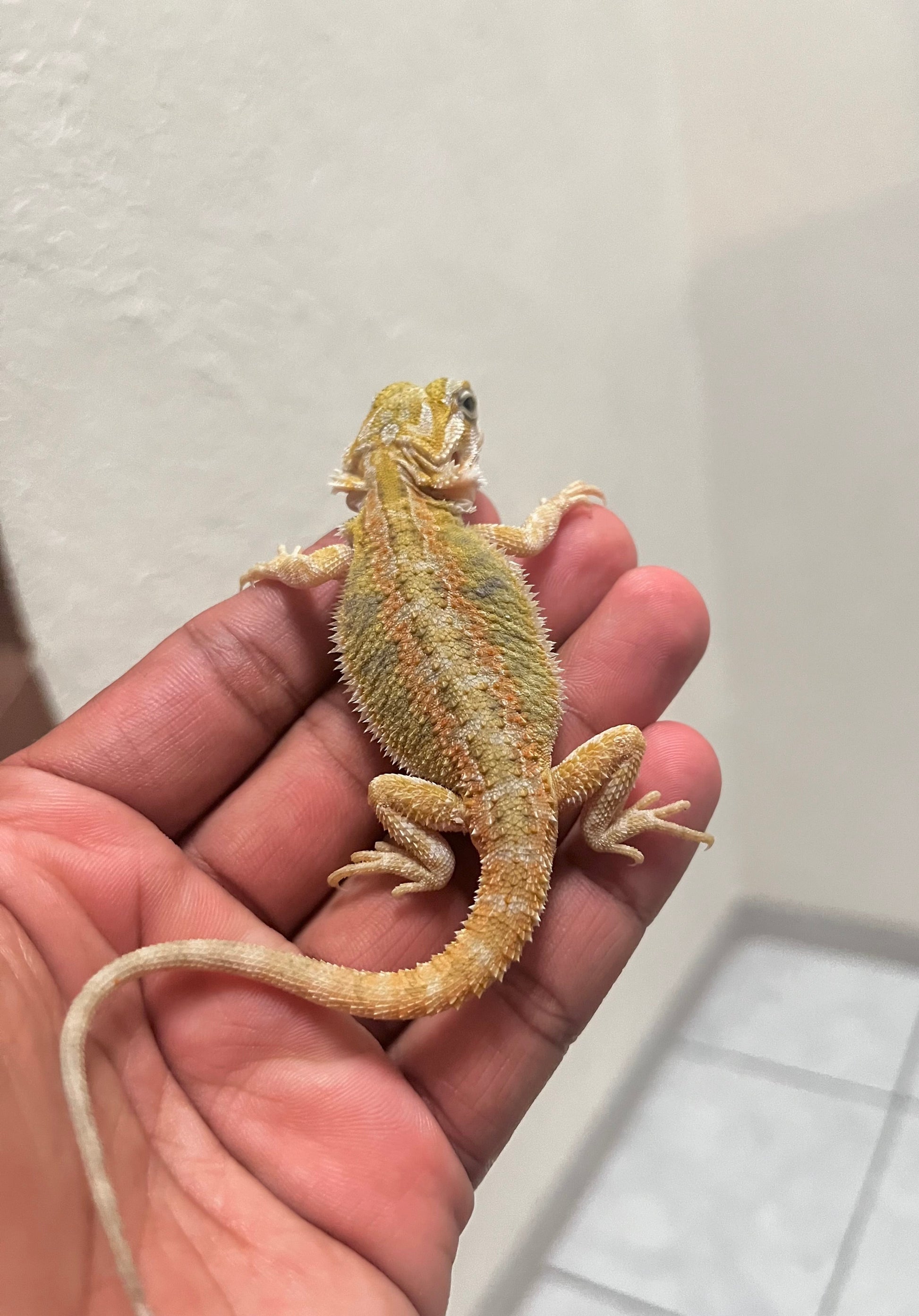 Pogona Hypo het witblits macho – alfareptiles