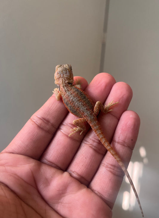 Pogonas – alfareptiles