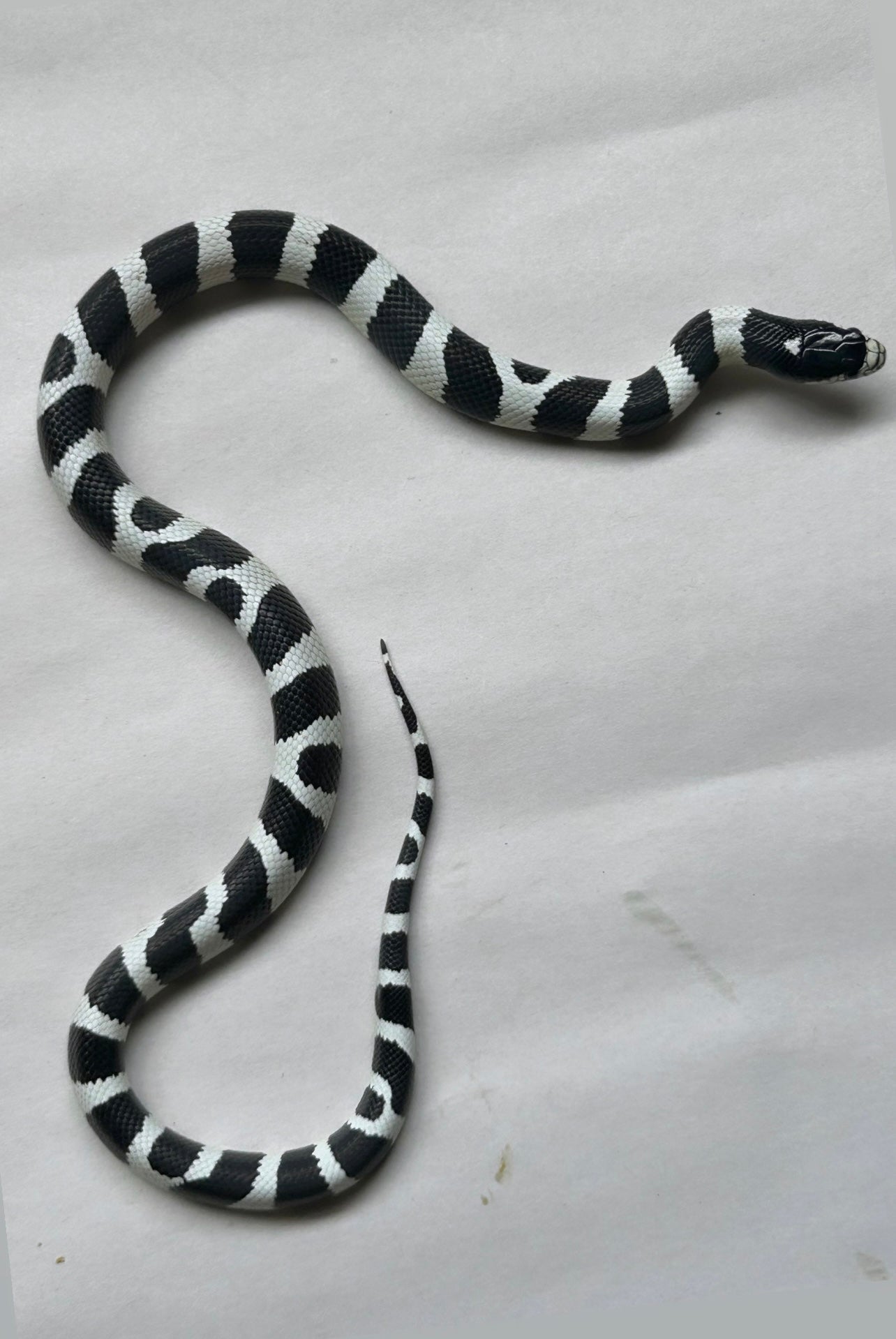 Serpiente Rey de California hembra – alfareptiles