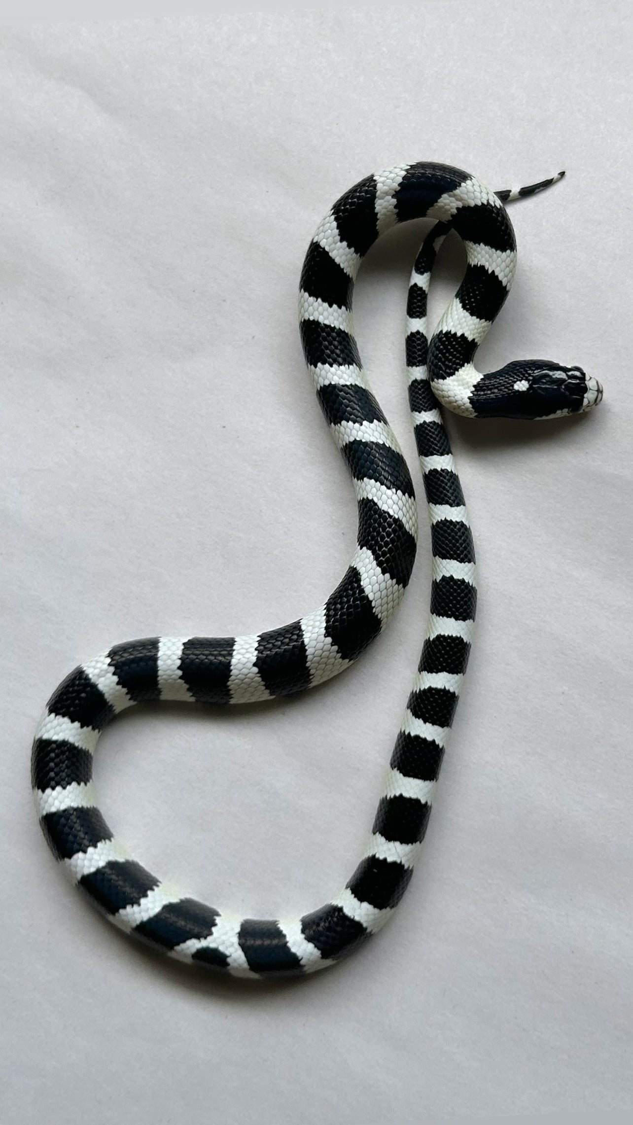 Serpiente Rey de California hembra – alfareptiles