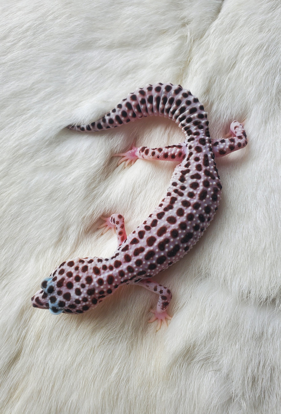 Gecko leopardo Super mack snow het eclipse hembra sub-adulta – alfareptiles