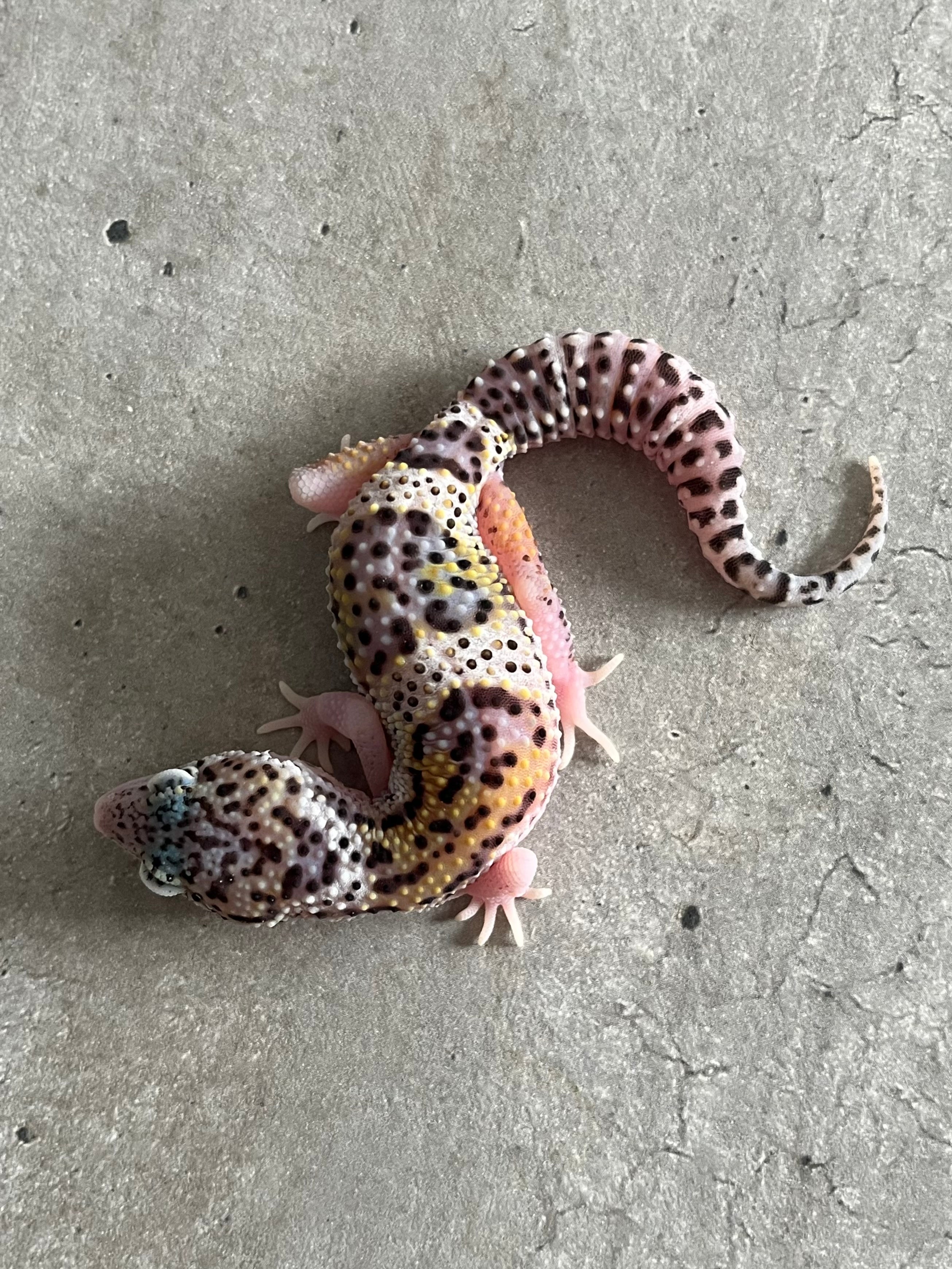 Gecko leopardo mack eclipse het tremper – alfareptiles