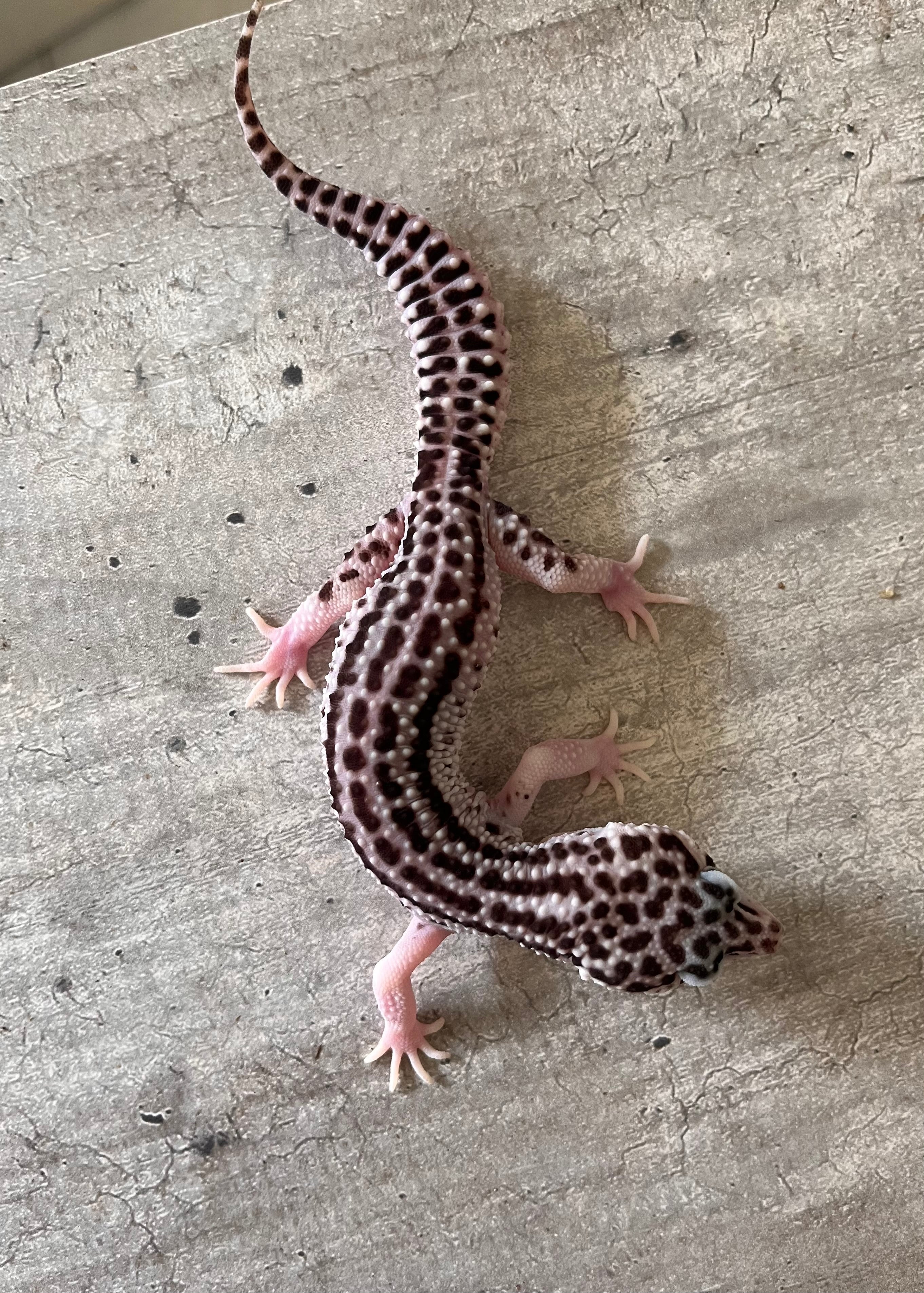 Gecko leopardo Super snow het tremper macho (Calidad mascota ...