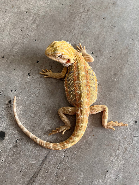 Pogonas – alfareptiles