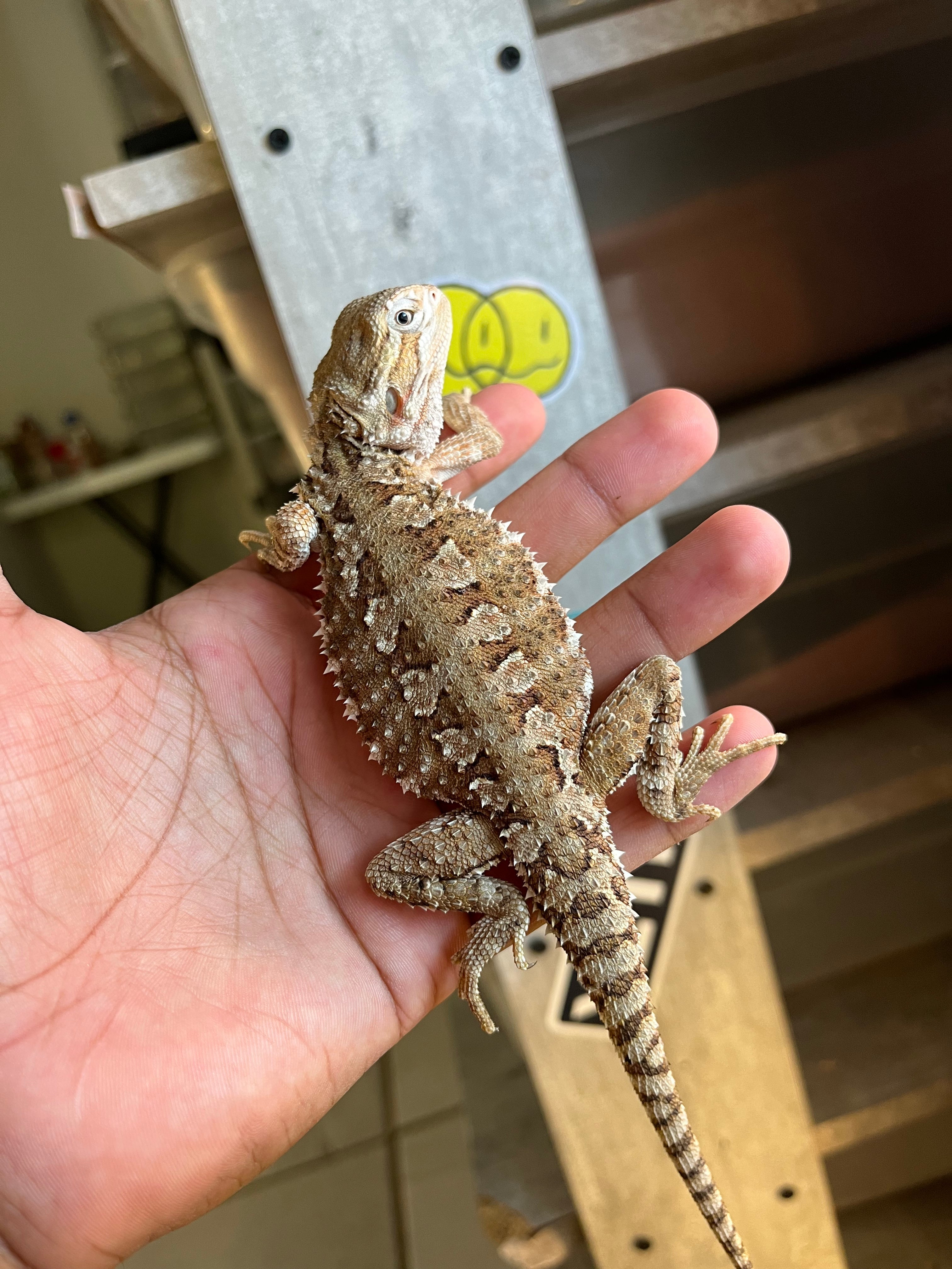 Pogona rankin macho 7 – alfareptiles